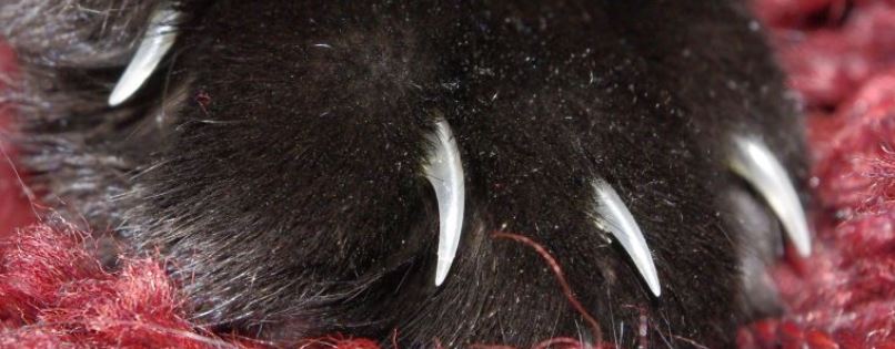 Griffes de chat | Clinique Vétérinaire des Coquelicots